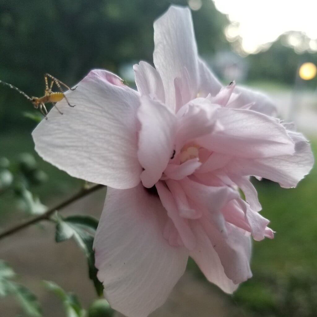 Instructor Spotlight: Grant Swalwell | CodeWizardsHQ